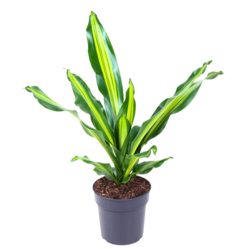 Dracaena Burley - Pot De 19 Cm | Coclicoh.com
