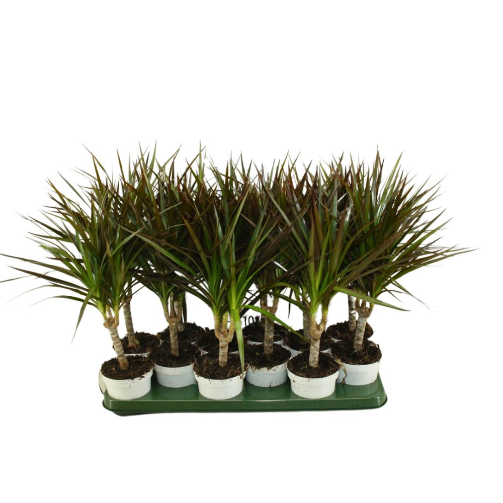 Dracaena Magenta - Pot De 14 Cm | Coclicoh.com