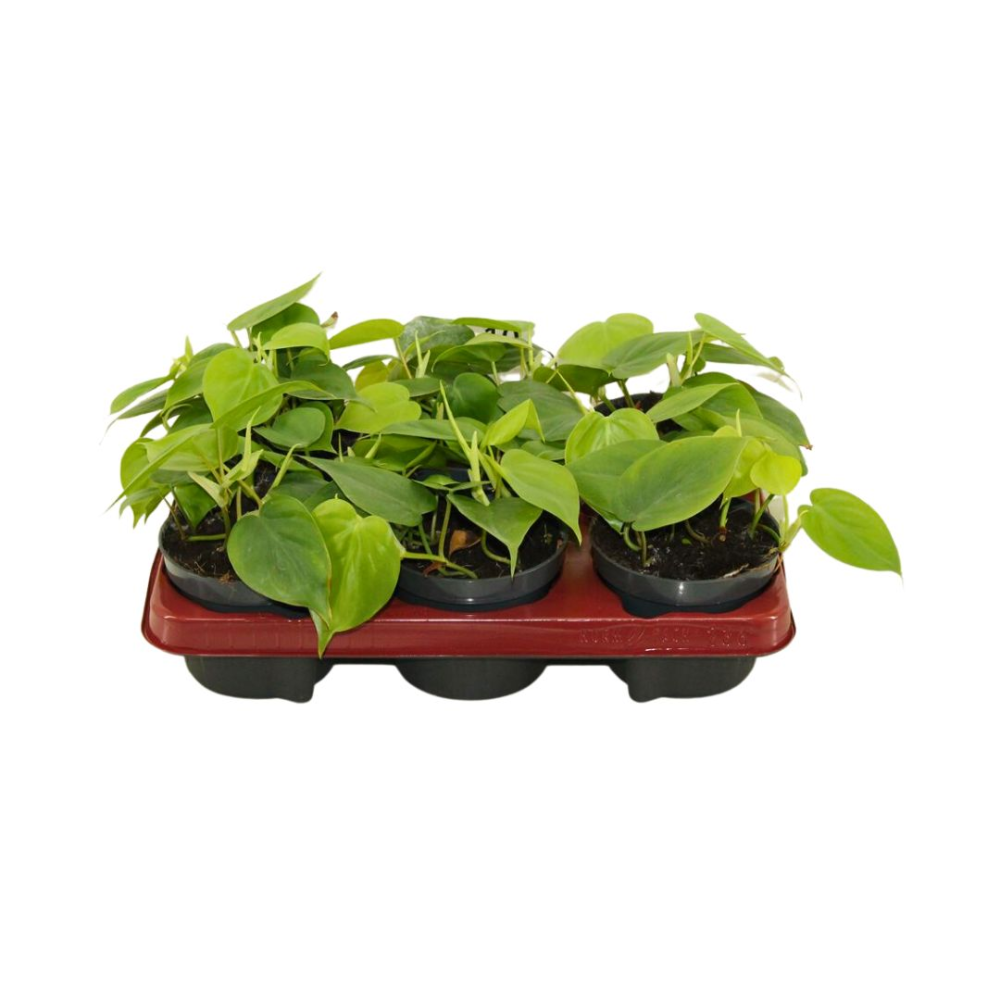 Philodendron Scandens - Pot De 15 Cm | Coclicoh.com