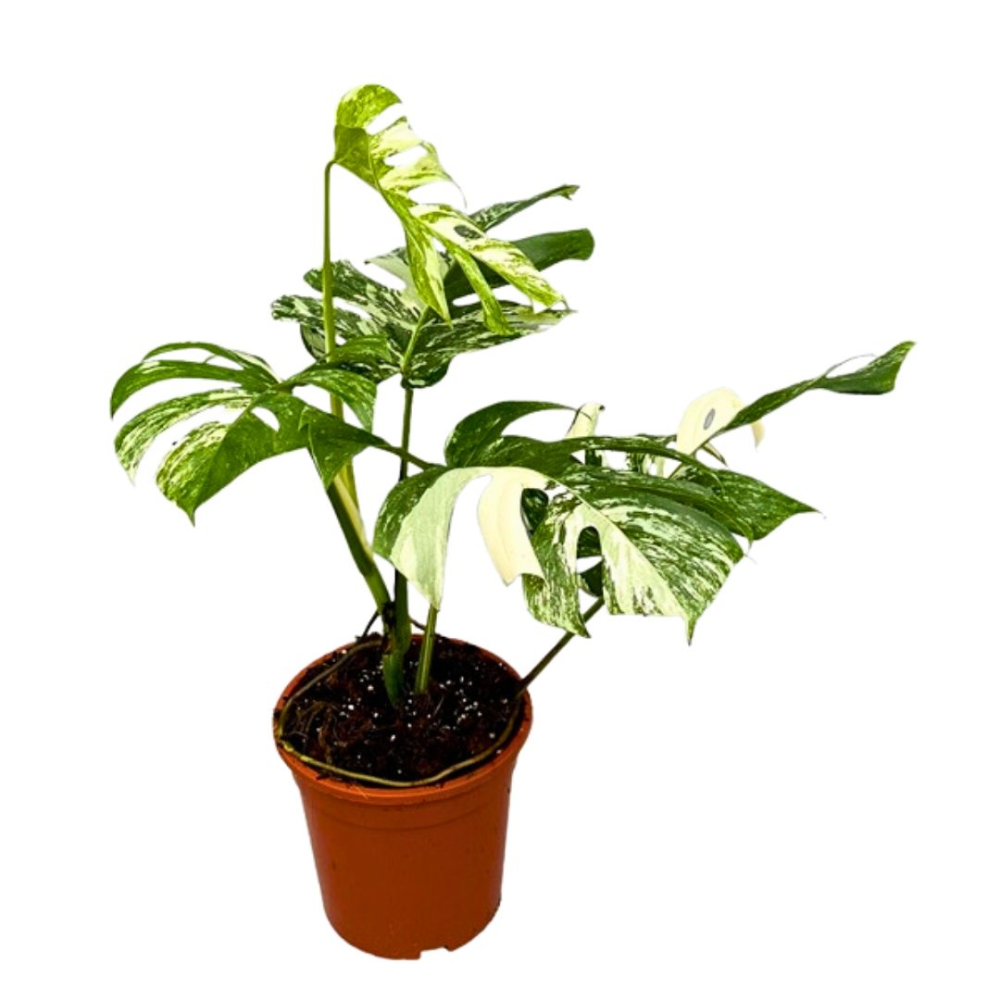 Monstera Deliciosa Variegata - Pot De 21 Cm | Coclicoh.com