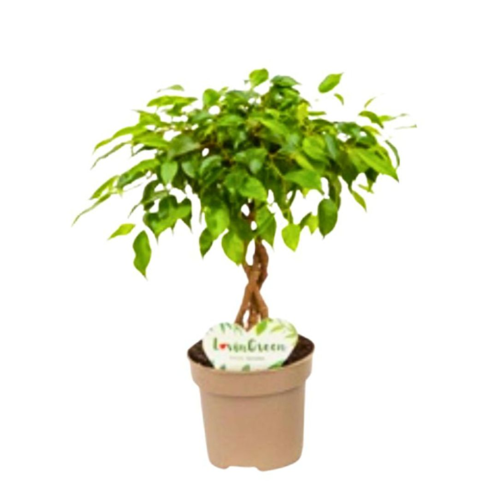 Ficus Tarana - Pot De 12 Cm | Coclicoh.com