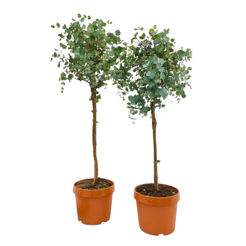 Eucalyptus Gunnii Sur Tige - Pot De 21 Cm | Coclicoh.com