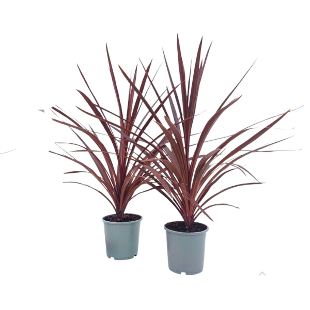 Cordyline Aus Red Star - Pot De 17 Cm | Coclicoh.com