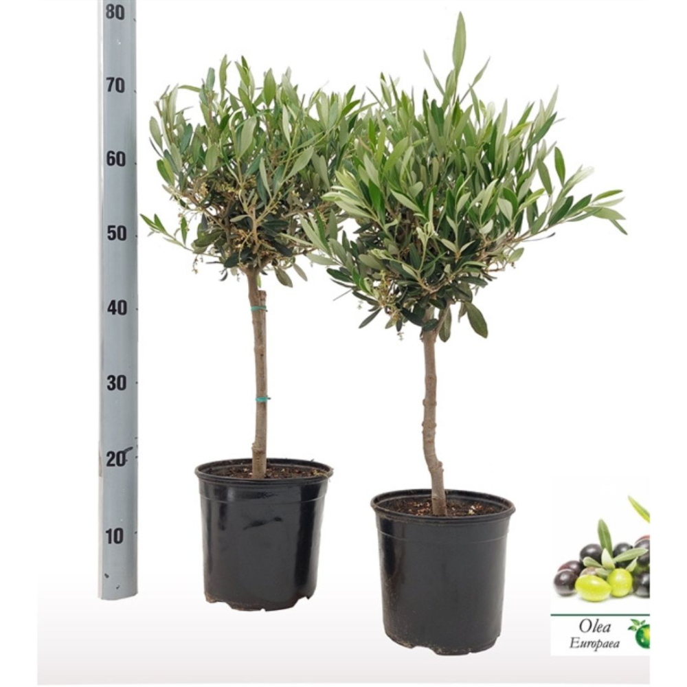 Olivier Sur Tige - Pot De 19 Cm | Coclicoh.com