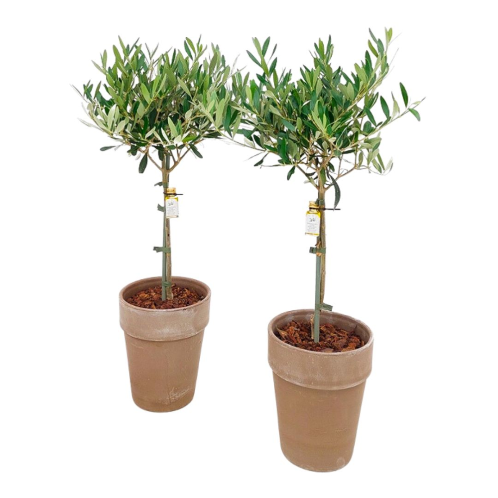 Olivier Sur Tige - Pot De 18 Cm | Coclicoh.com