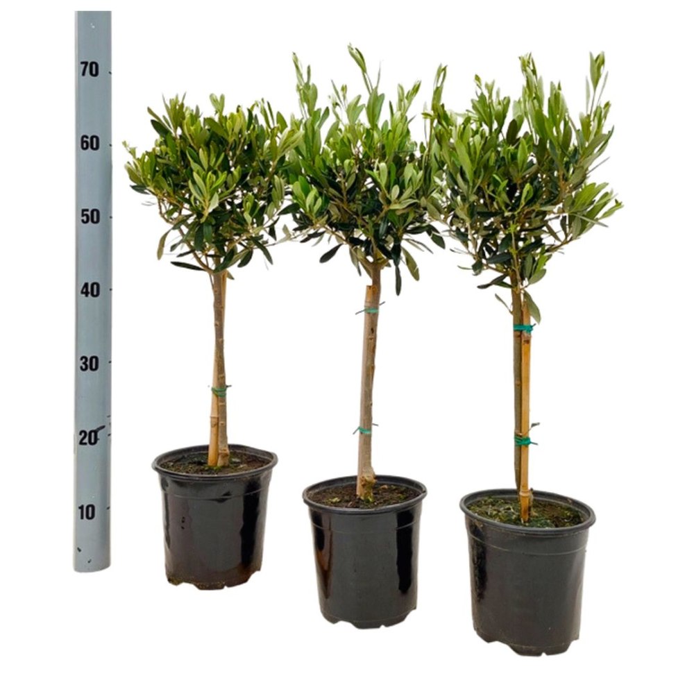 Olivier Tige - Pot De 17 Cm | Coclicoh.com