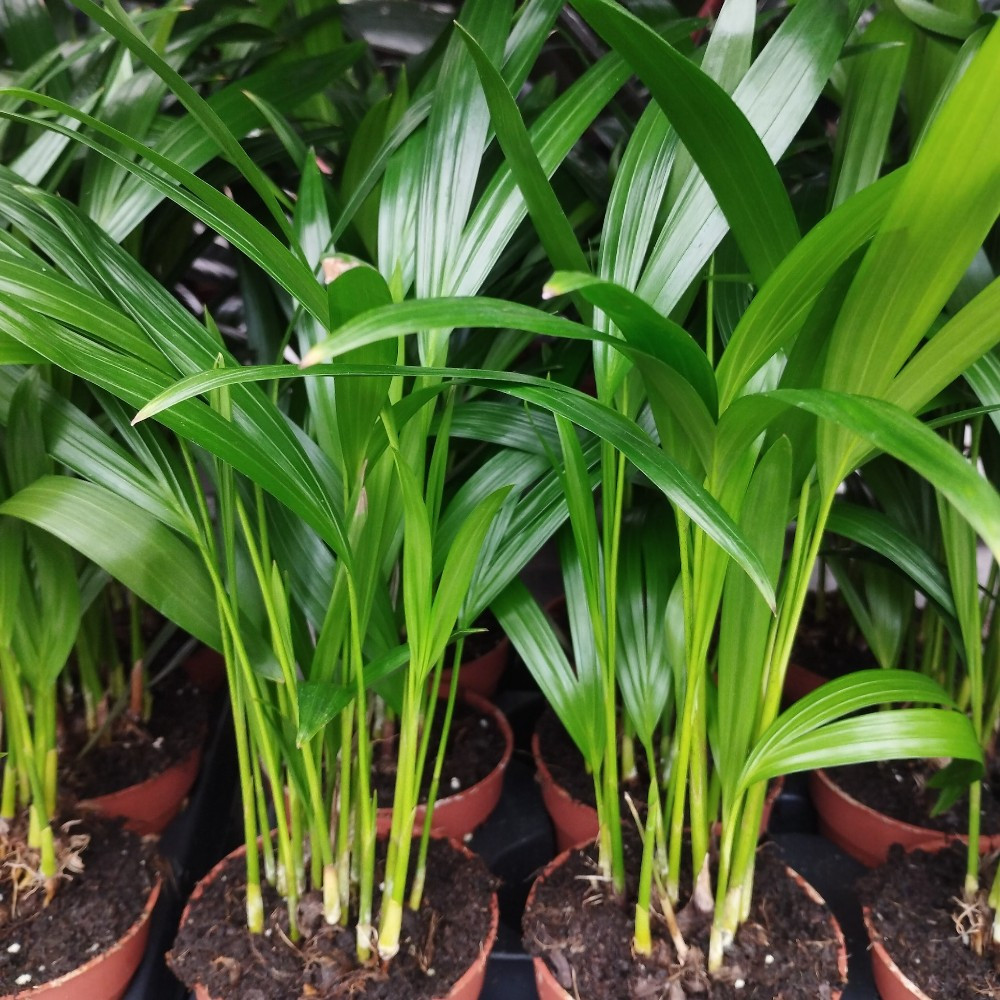 Areca Dypsis Lutescens - Pot De 10,5 Cm | Coclicoh.com