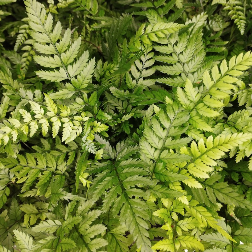 Athyrium Spicatum - Pot De 17 Cm | Coclicoh.com