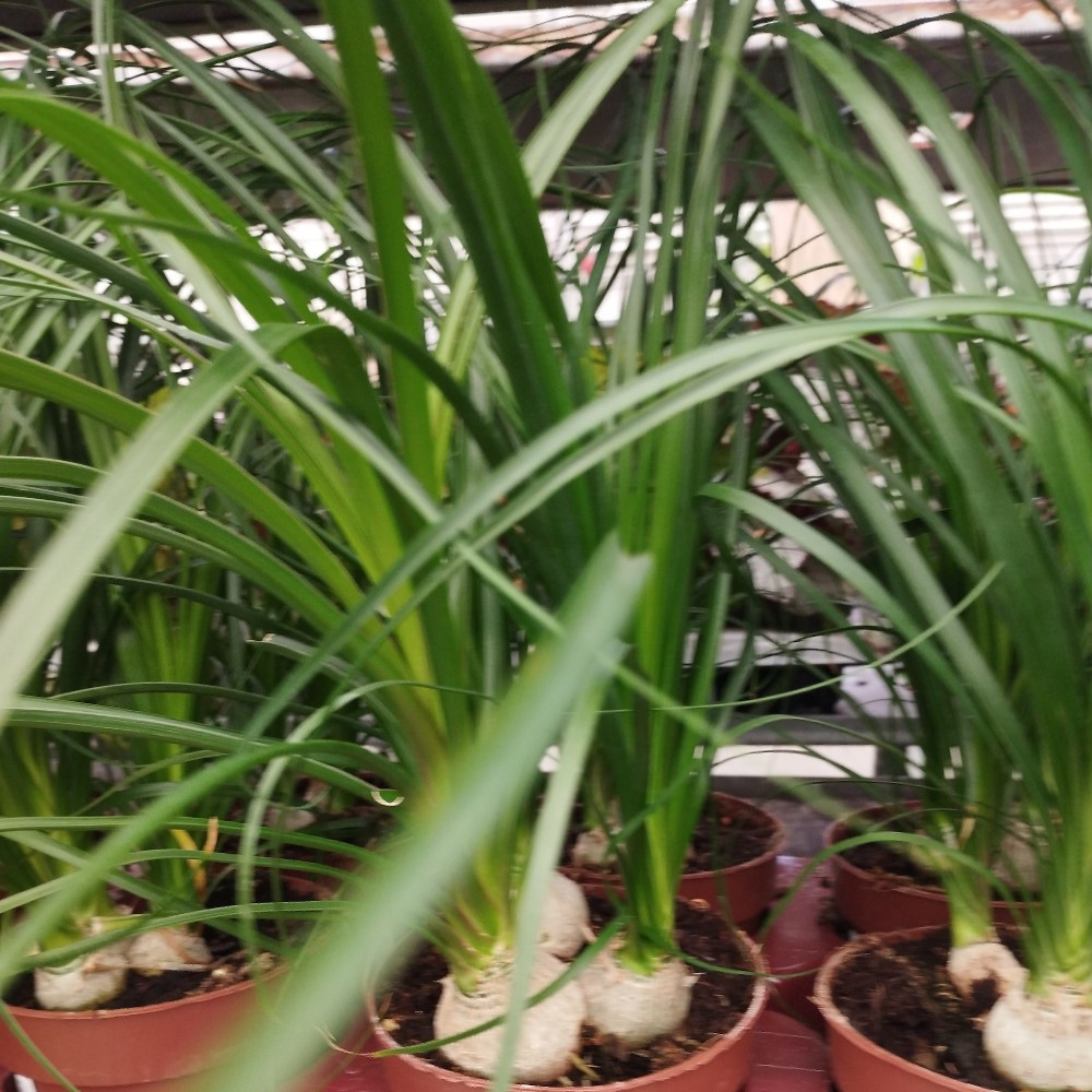 Beaucarnéa Bol - Pot De 17 Cm | Coclicoh.com