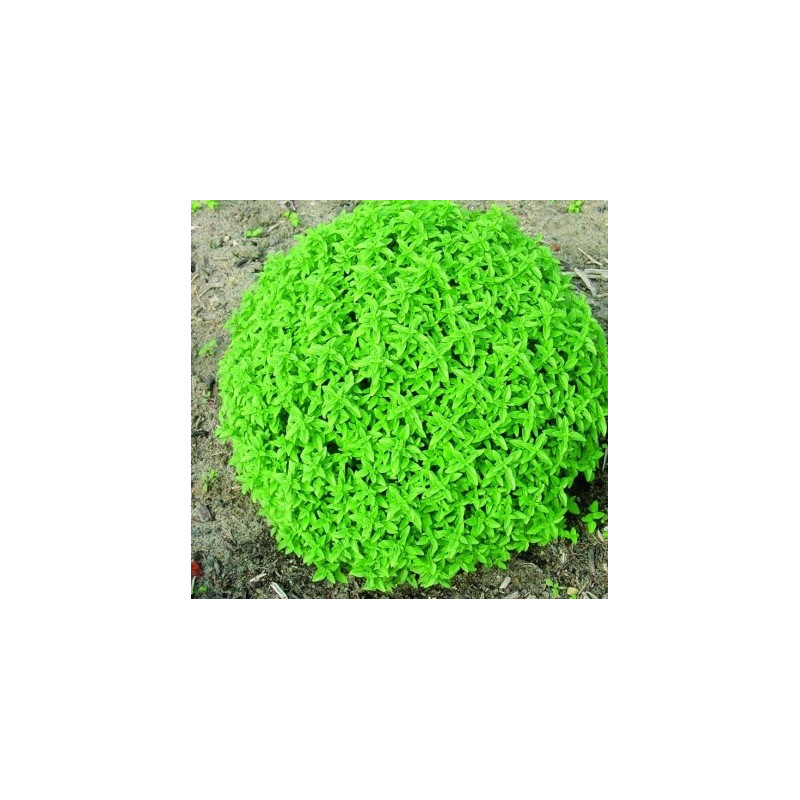 Acheter Basilic Herbalea Green Ball