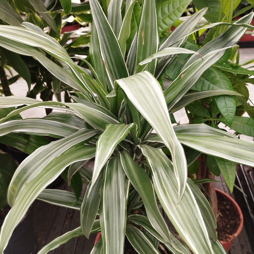 Dracaena Burley - Pot De 19 Cm | Coclicoh.com