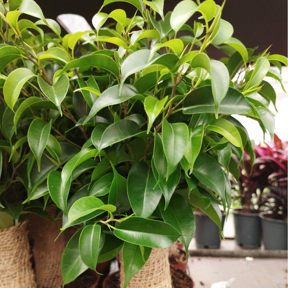 Ficus Benjamina - Pot De 12 Cm | Coclicoh.com
