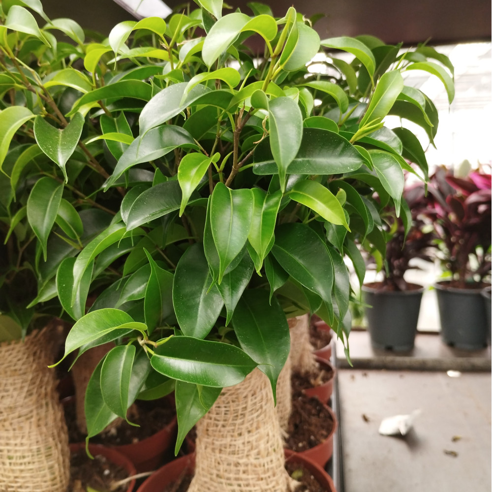 Ficus Benjamina - Pot De 12 Cm | Coclicoh.com