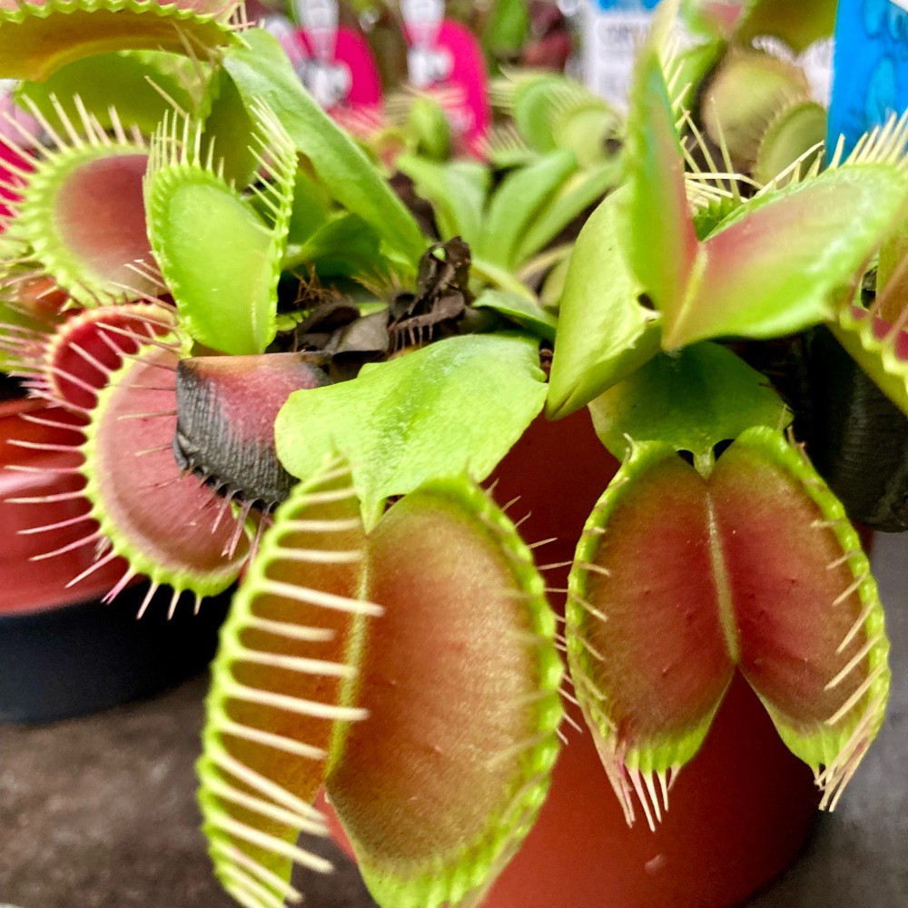 Plante Carnivore D Intérieur