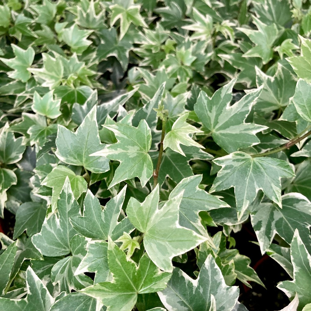Lierre Hedera Helix Blanc Wonder Air So Pure - Pot De 8,5 Cm | Coclicoh.com