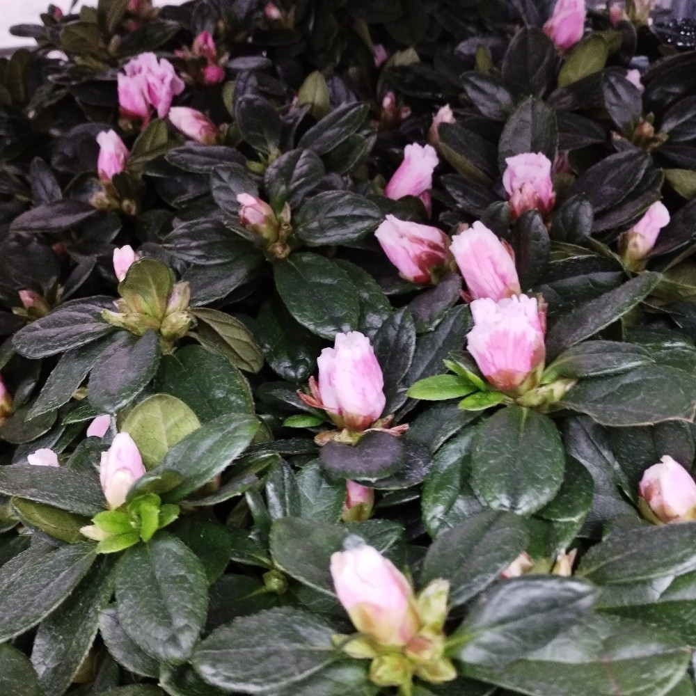 Azalée Décorum Rose - Pot De 12 Cm | Coclicoh.com