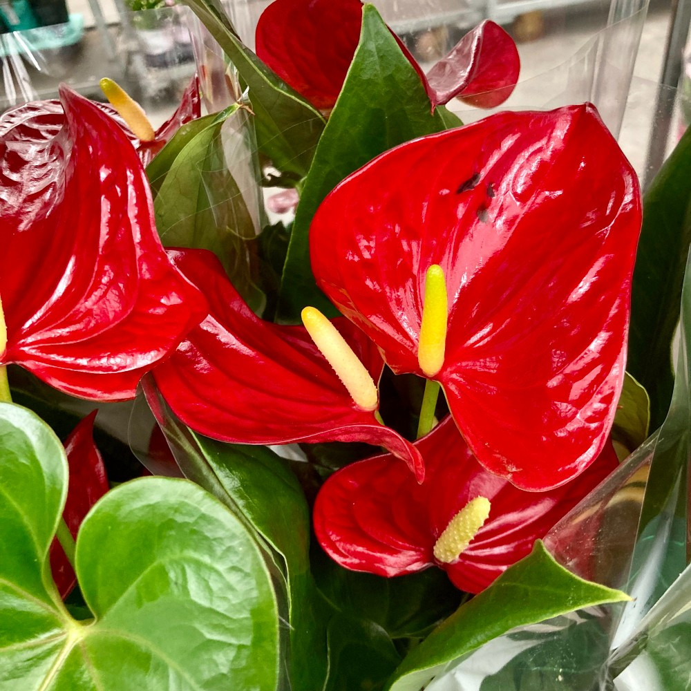 Anthurium Nevada - Pot De 14 Cm | Coclicoh.com