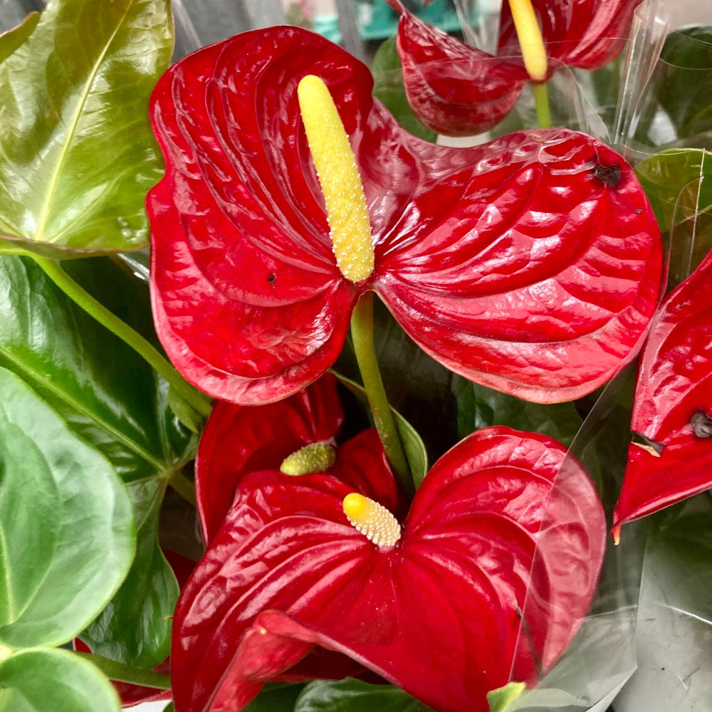 Anthurium Nevada - Pot De 14 Cm | Coclicoh.com