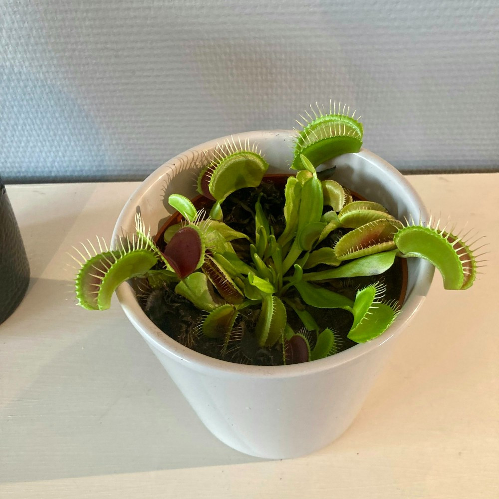 Plante Carnivore D Intérieur