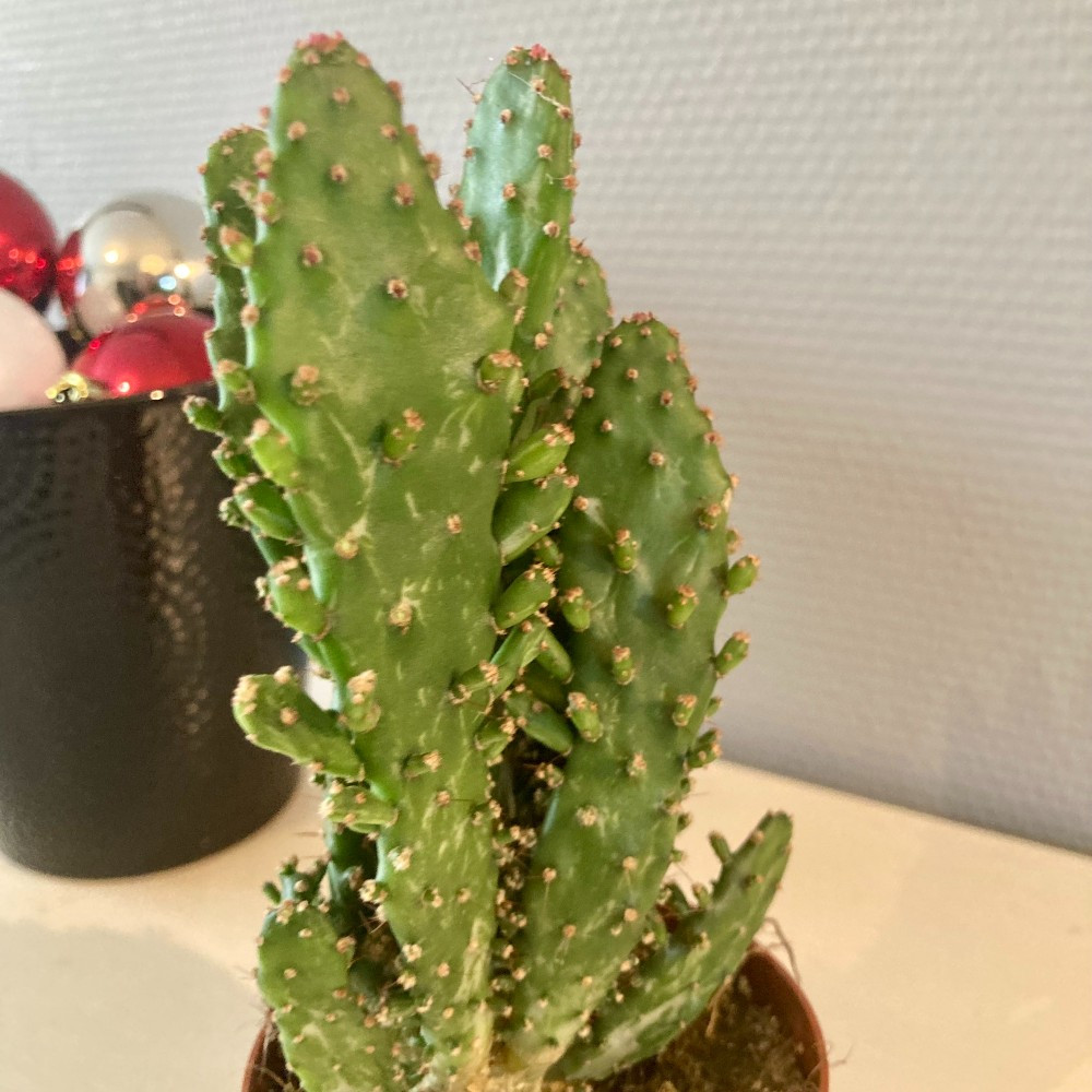 Cactus Thon Opuntia - Pot De 8,5 Cm | Coclicoh.com