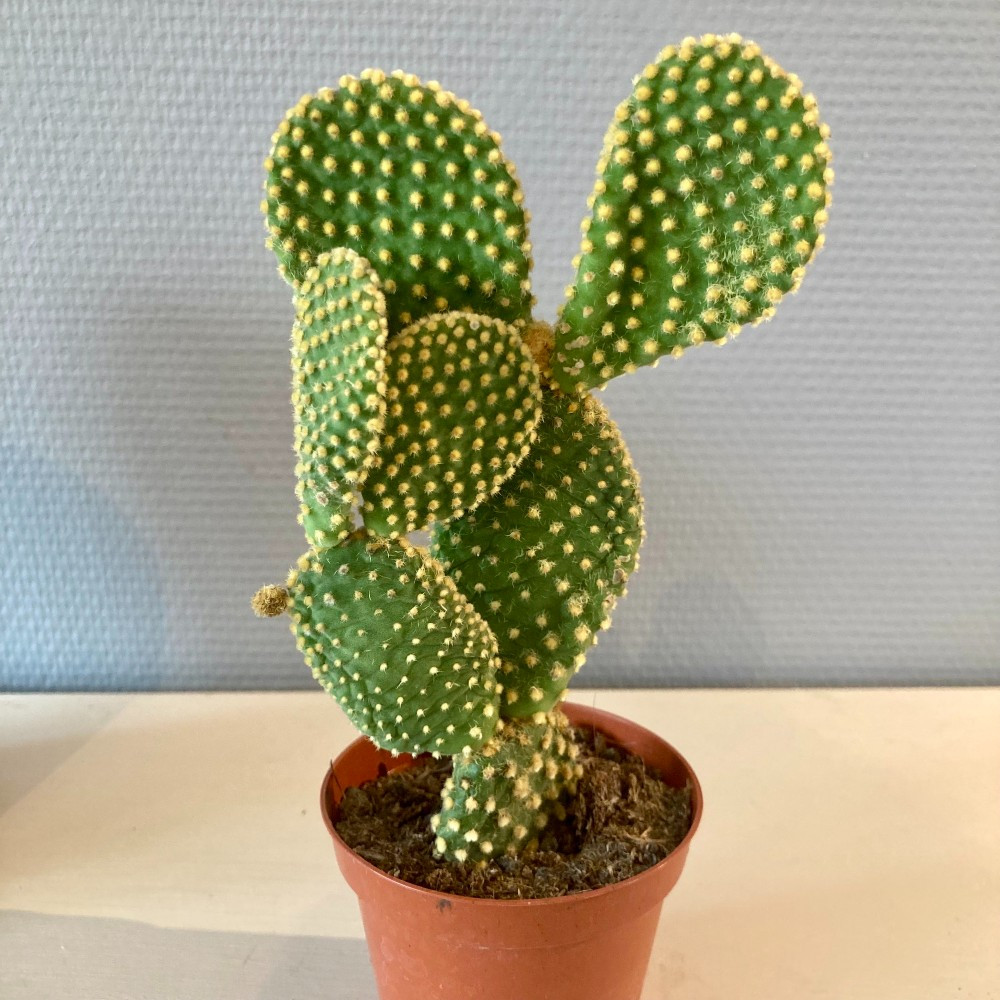 Opuntia Microdasys Inermis - Pot De 8,5 Cm | Coclicoh.com