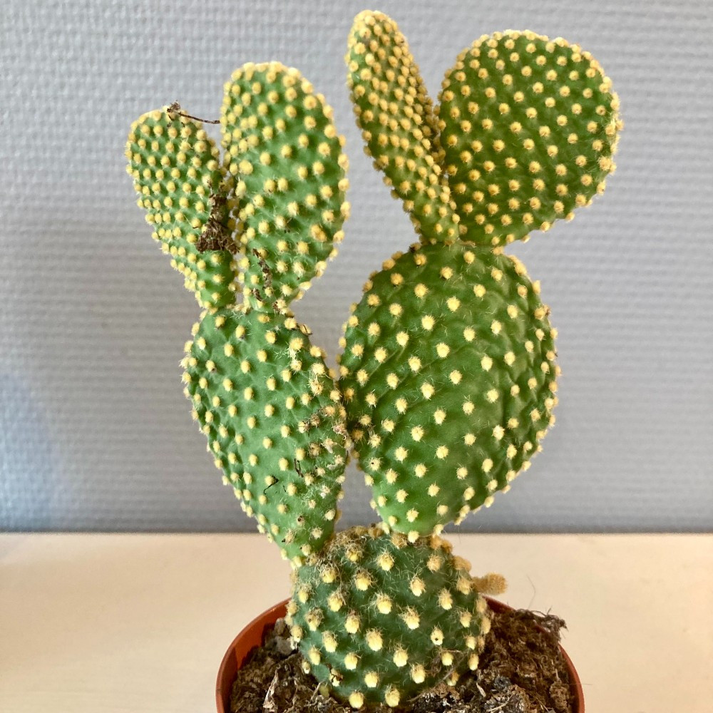Opuntia Microdasys Inermis - Pot De 8,5 Cm | Coclicoh.com