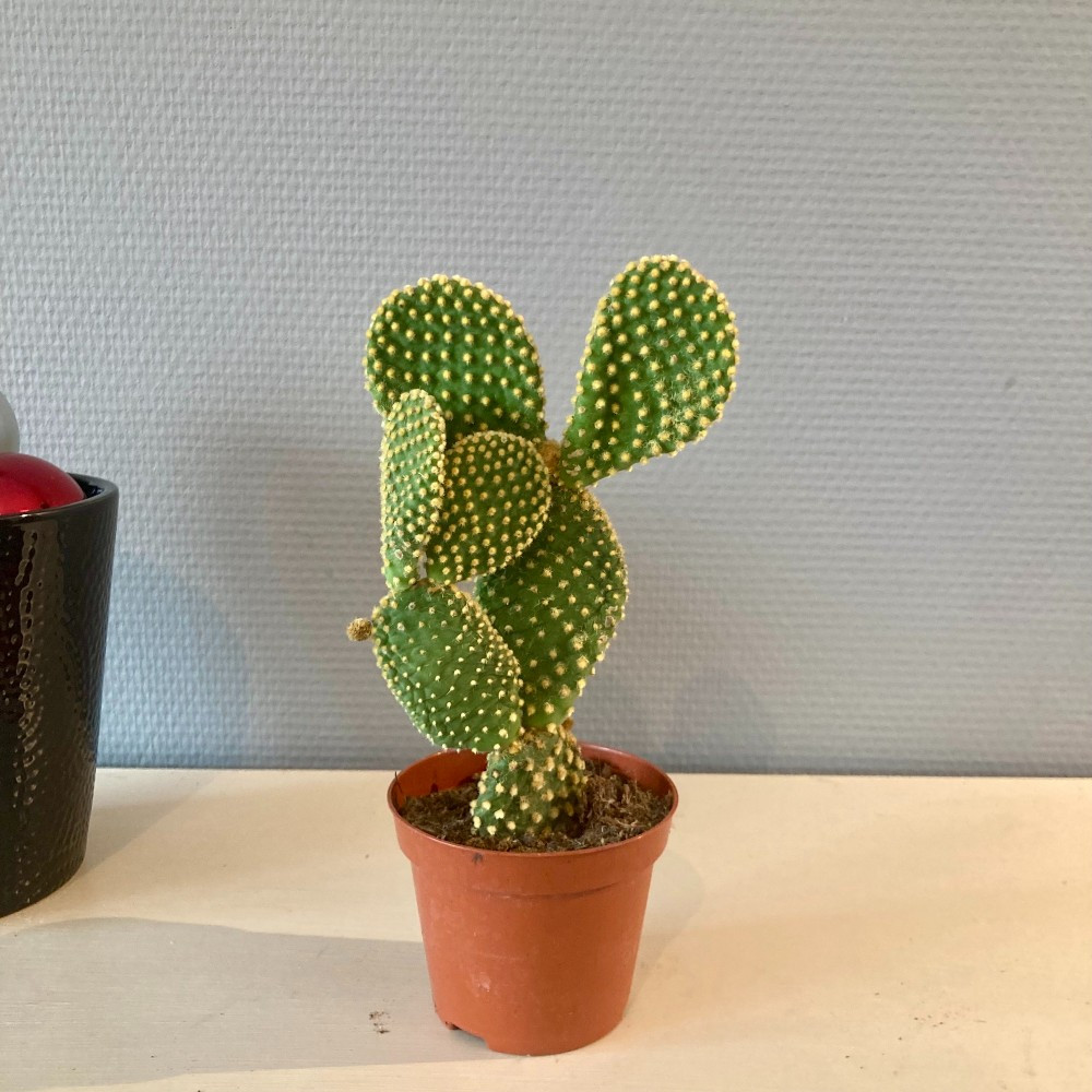 Opuntia Microdasys Inermis - Pot De 8,5 Cm | Coclicoh.com