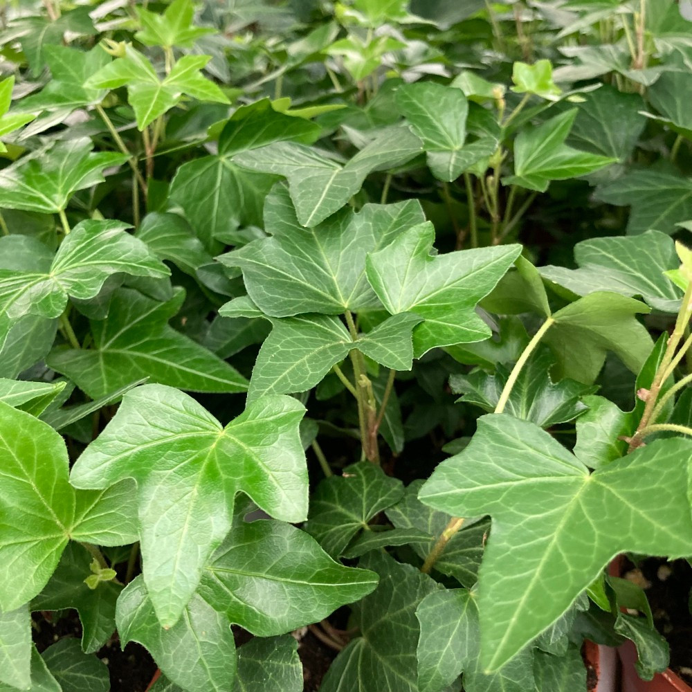 Lierre Hedera Helix Wonder Vert - Pot De 8,5 Cm | Coclicoh.com
