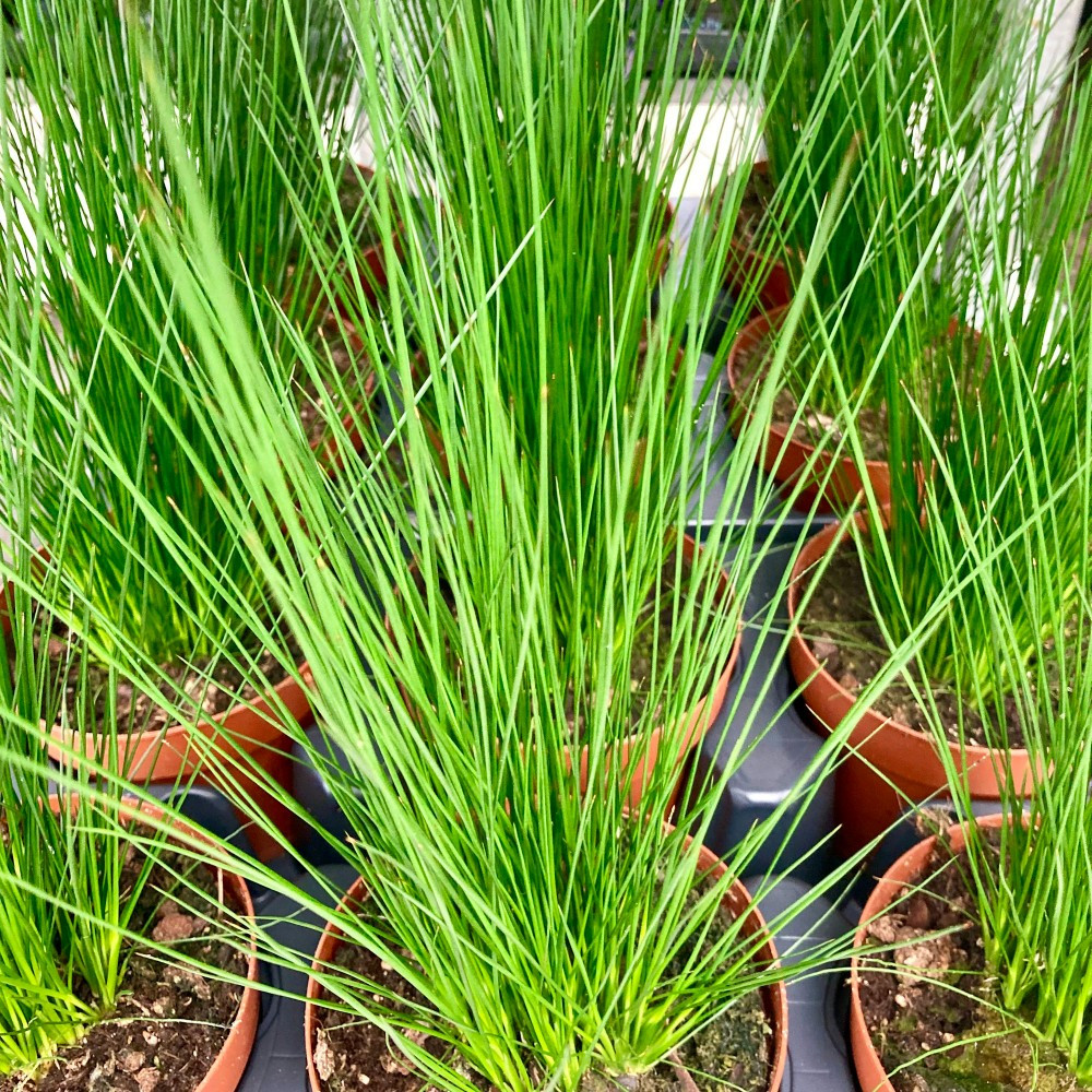Juncus Pencil Grass P12 Coclicoh.Com