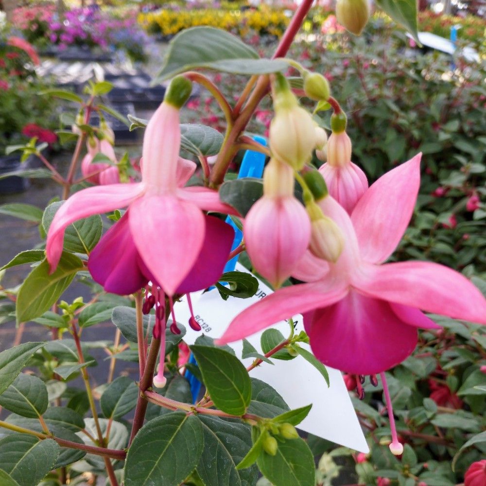 Fuchsia Paula Jane | Coclicoh.com