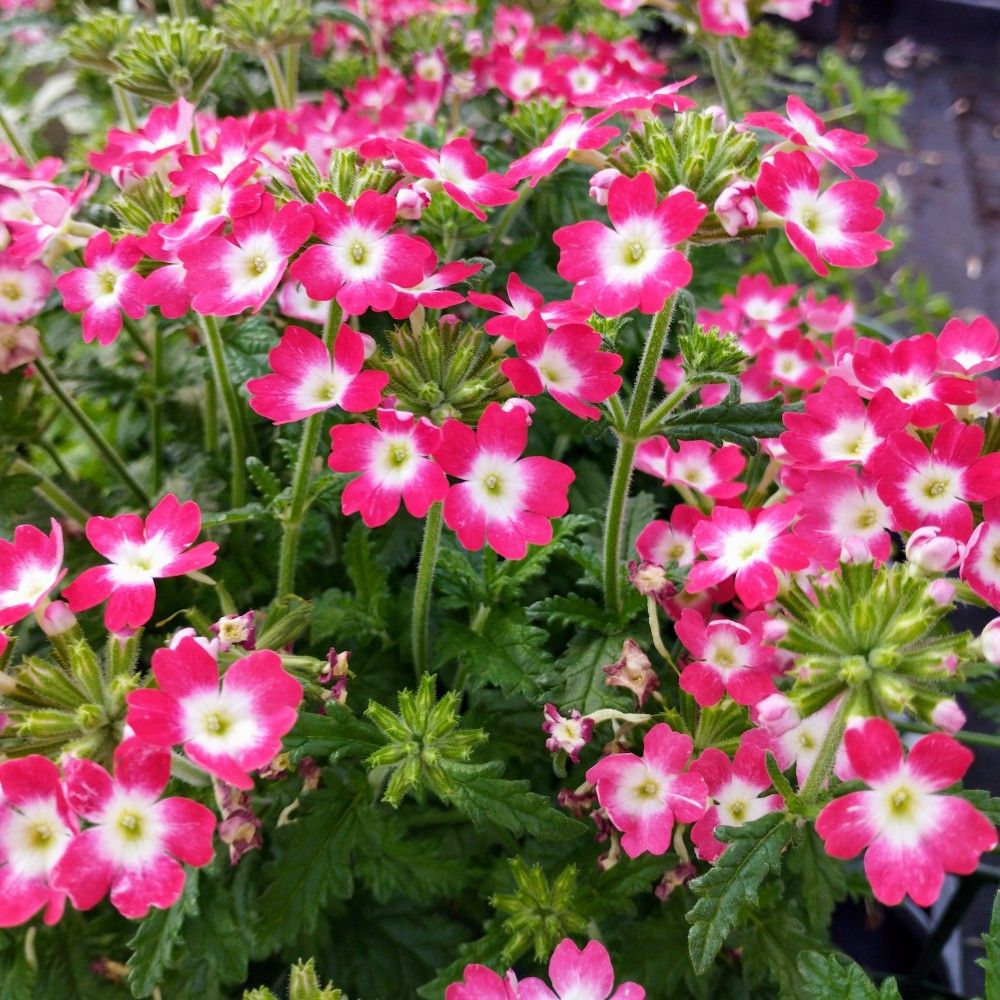 Acheter Verveine Retombante Lanai Candy Cane pas cher sur Coclicoh