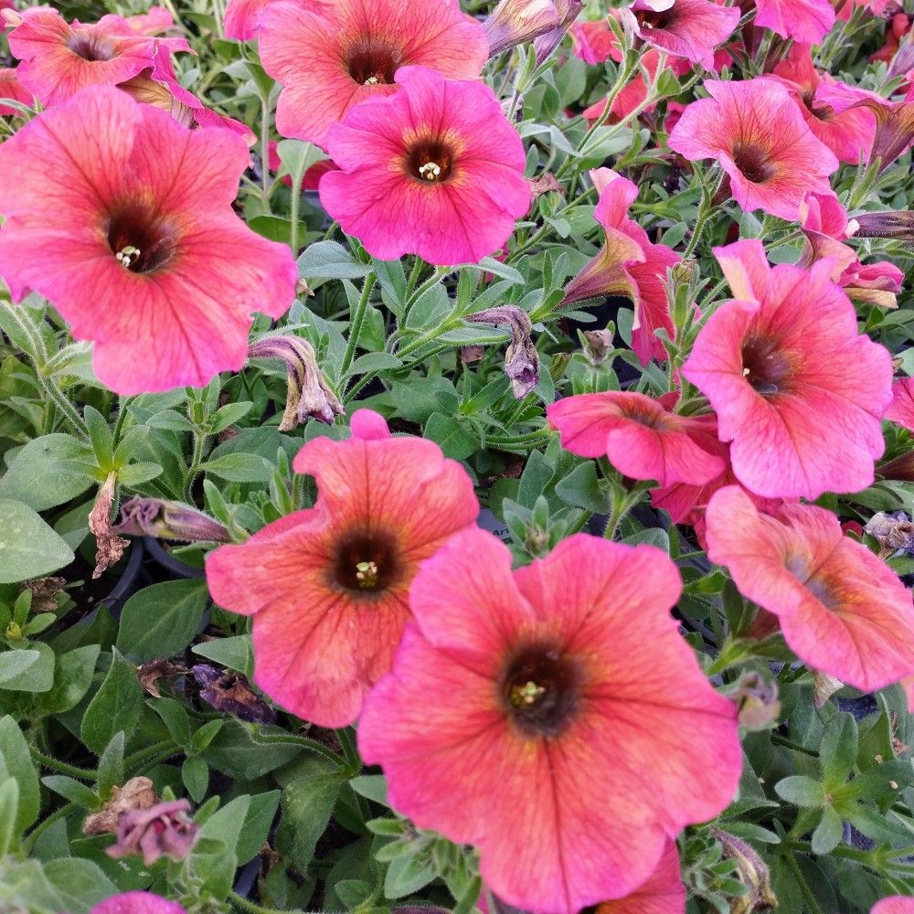 Petunia Petchoa Beautical Cinnamon fleurs couleur Rose