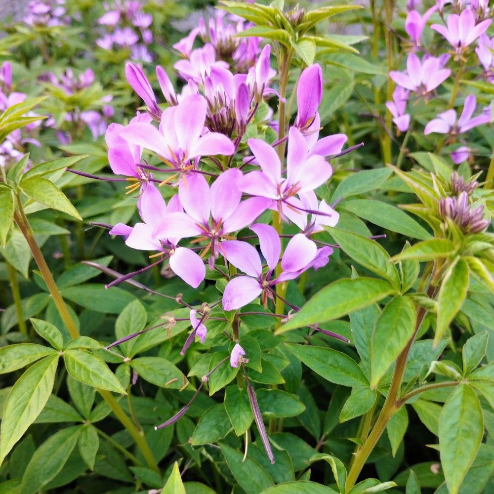 Acheter Cleome Clio Magenta