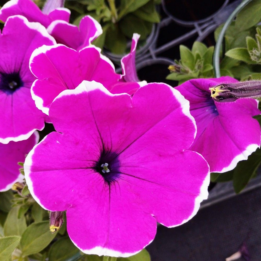 Acheter Petunia Cascadias Rim Magenta