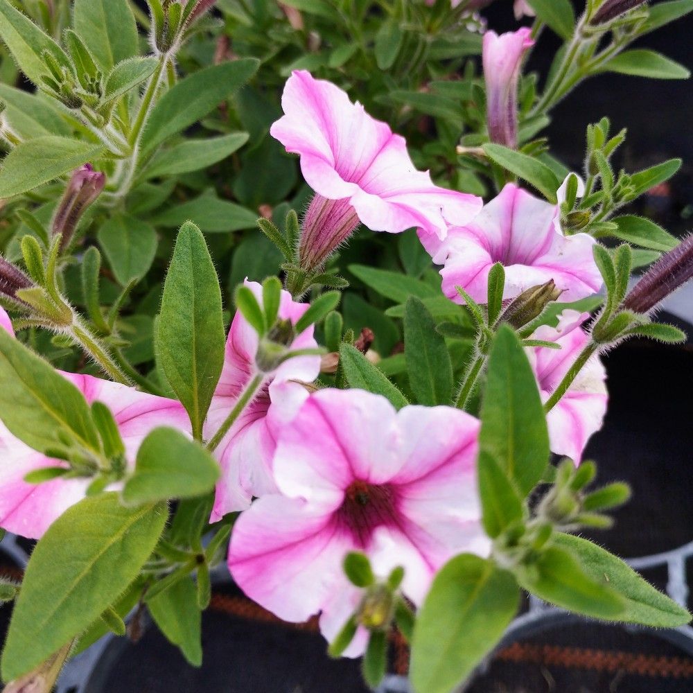 Acheter Petunia Surfinia Raspberry Blast Pw pas cher sur Coclicoh