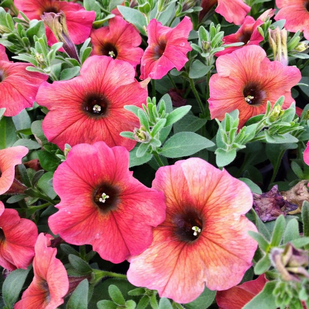 Petunia Petchoa Beautical Cinnamon fleurs couleur Rose
