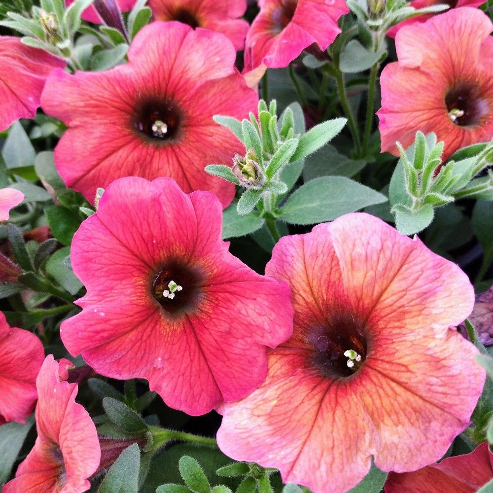 Petunia Petchoa Beautical Cinnamon fleurs couleur Rose