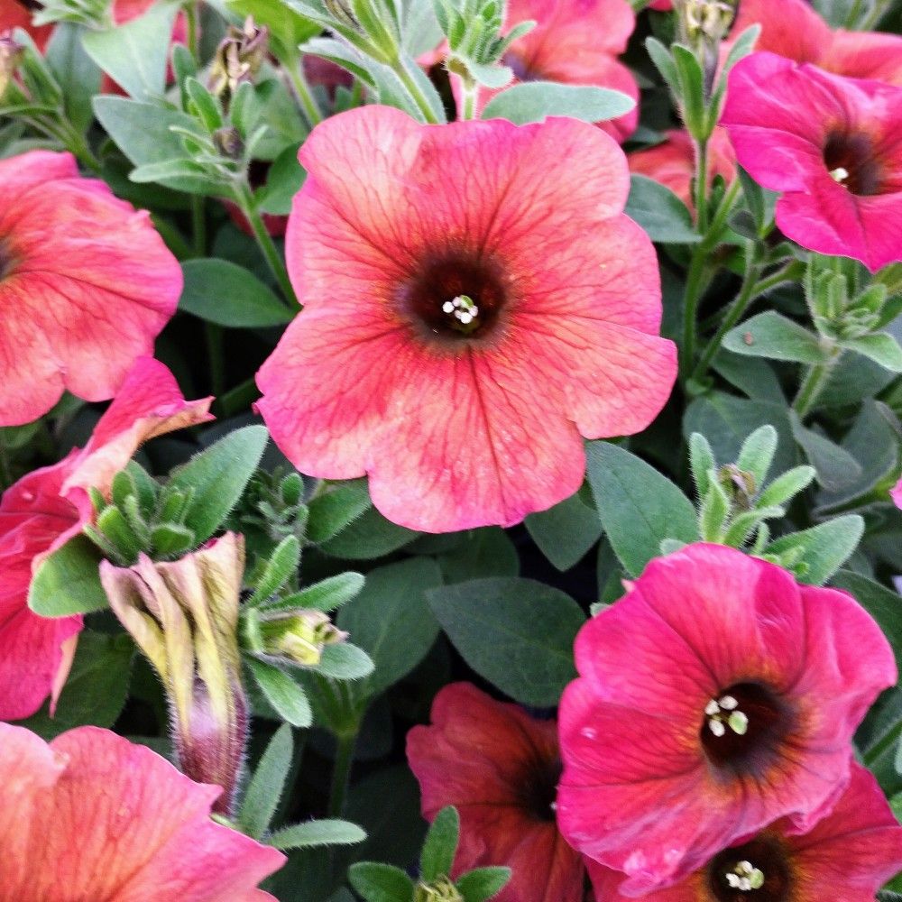 Petunia Petchoa Beautical Cinnamon fleurs couleur Rose