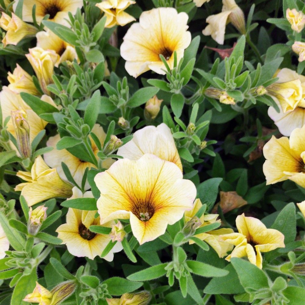 Petunia Petchoa Beautical French Vanilla fleurs couleur Vanille