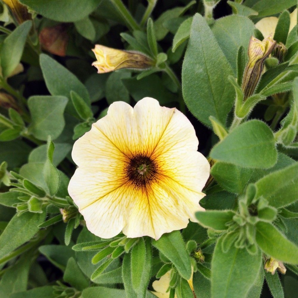 Petunia Petchoa Beautical French Vanilla fleurs couleur Vanille