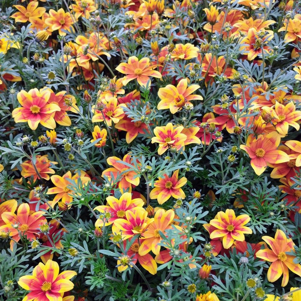 Bidens Bidy Bop Red Eye | Coclicoh.com