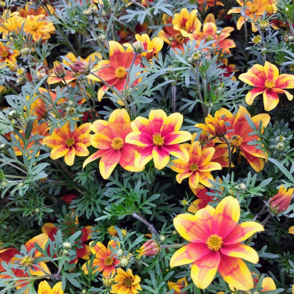 Bidens Bidy Bop Red Eye | Coclicoh.com