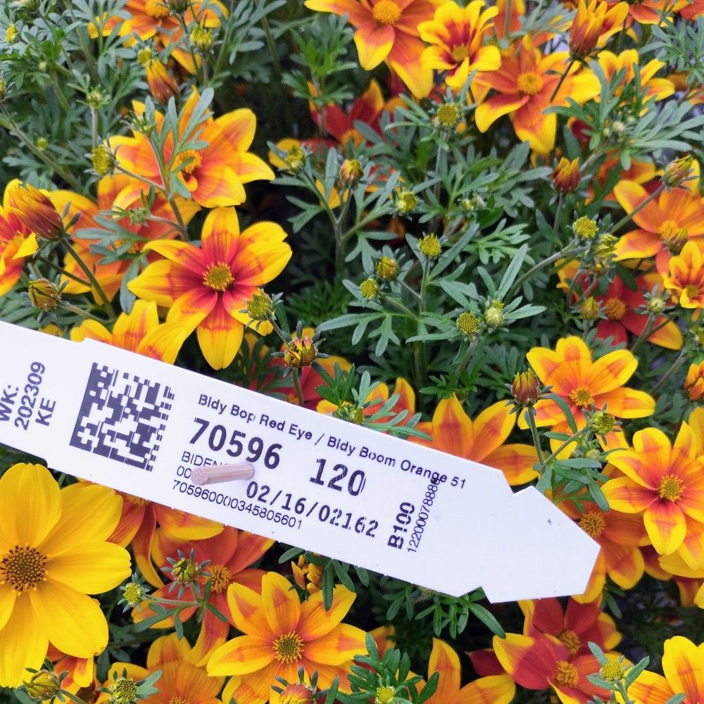 Bidens Bidy Bop Red Eye | Coclicoh.com