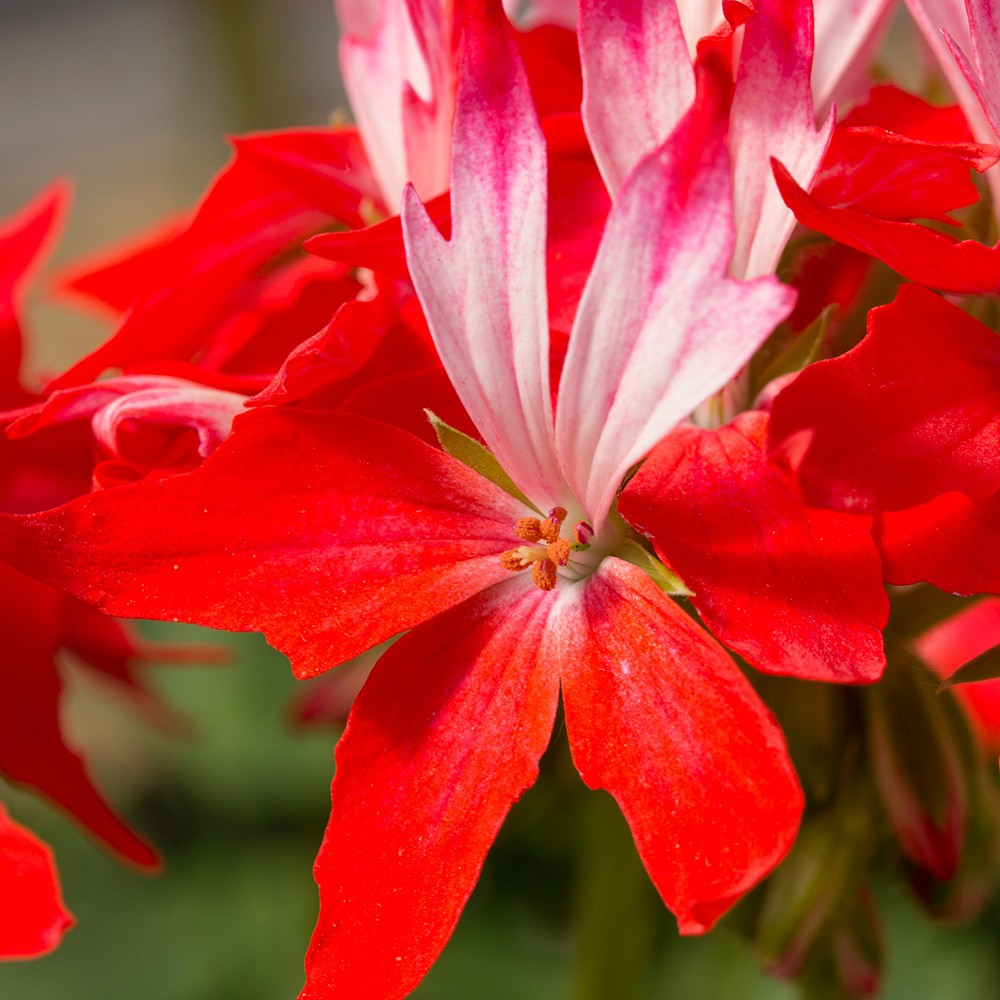 Acheter geranium Fireworks Rouge et blanc
