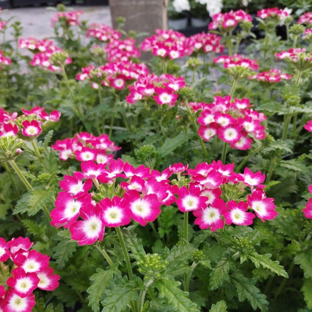 Acheter Verveine Retombante Lanai Candy Cane pas cher sur Coclicoh