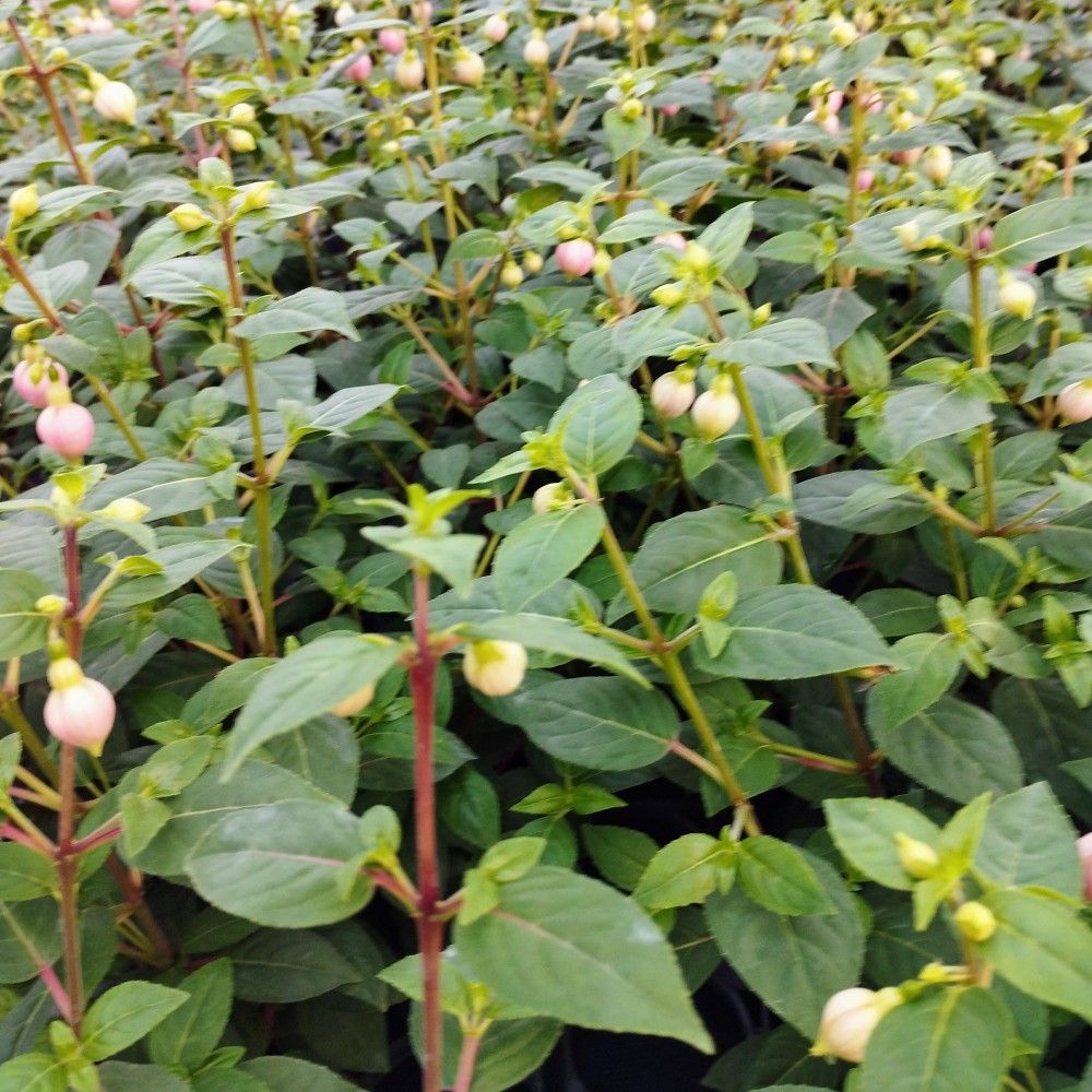 Fuchsia Paula Jane | Coclicoh.com