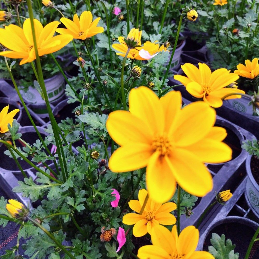 Bidens Golden Empire Jaune | Coclicoh.com