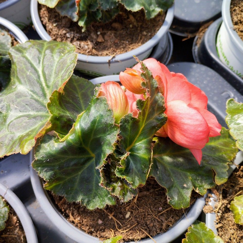Bégonia I'conia Miss Malibu fleurs couleur Rouge