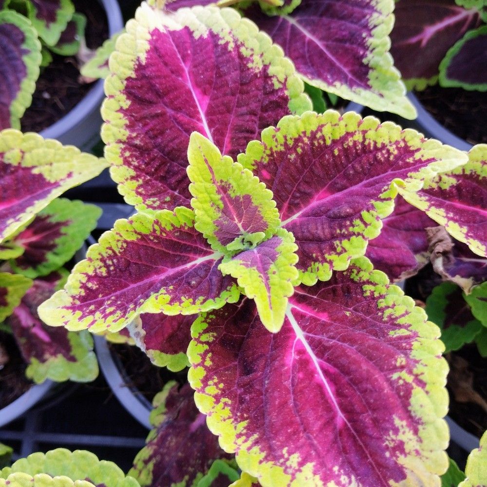 Coleus Ruby Road feuillage couleur Vert et rose