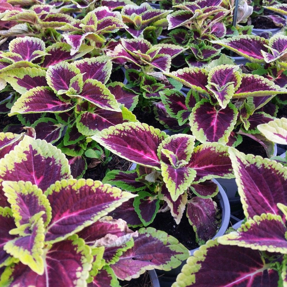 Coleus Ruby Road feuillage couleur Vert et rose